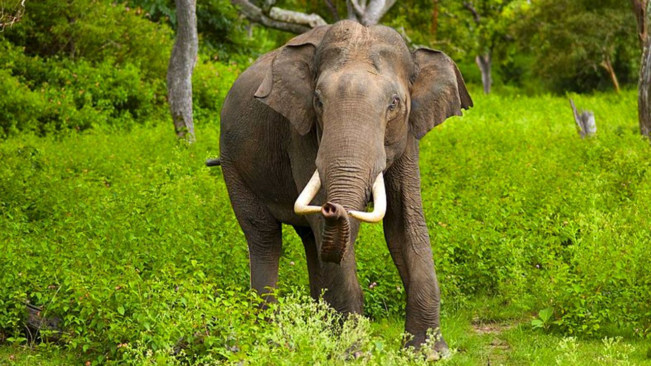 11 Famous Tourist Places To Visit in Thekkady - Roshan Panjiyara